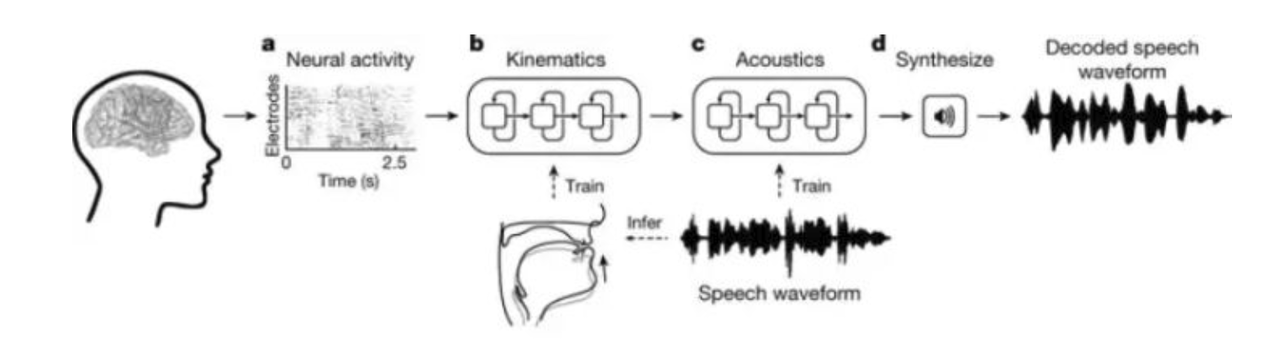 機械学習とBCIを用いて、声道の動きをシミュレートする仮想声道が開発される | AI-SCHOLAR | AI：(人工知能)論文・技術情報メディア
